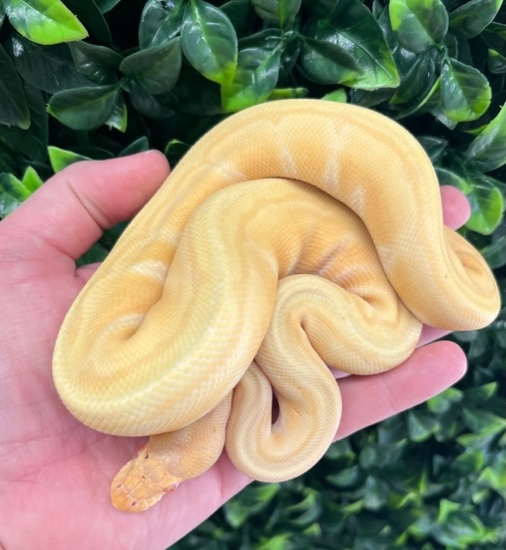 Albino Enchi Pinstripe Ball Python by Fireball Reptiles