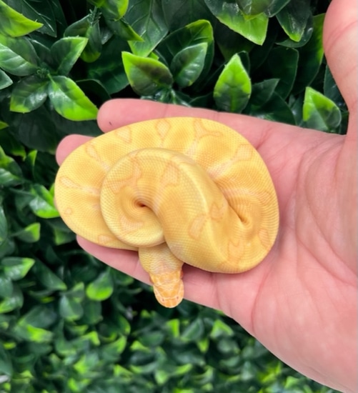 Albino Super Enchi Ball Python by Fireball Reptiles