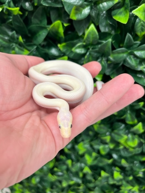 Heterochromia Leucistic Colombian Rainbow Boa by Fireball Reptiles ...