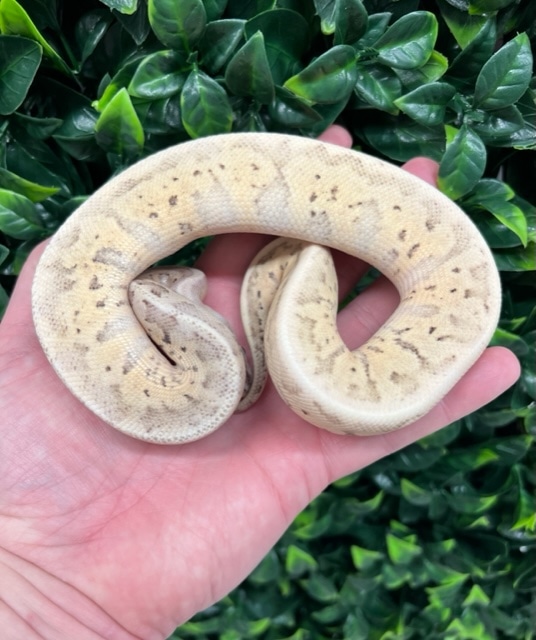 Mahogany Lemonblast Desert Ghost Ball Python by Fireball Reptiles ...
