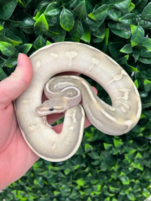 Hypo Super Chocolate Enchi Butter Vanilla Ball Python by Fireball ...