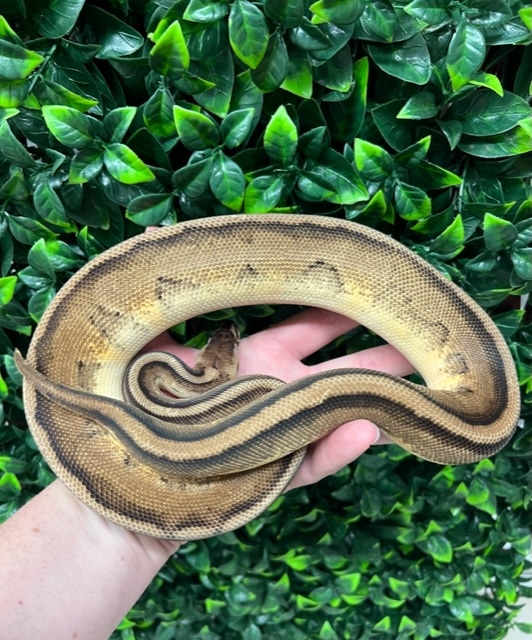 Pastel Genetic Stripe 100% Het Pied Ball Python by Fireball Reptiles ...