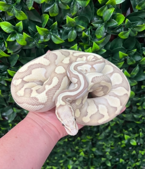 Super Pastel Butter Desert Ghost Ball Python by Fireball Reptiles