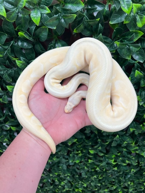 Albino Pastel Butter Ball Python by Fireball Reptiles - MorphMarket