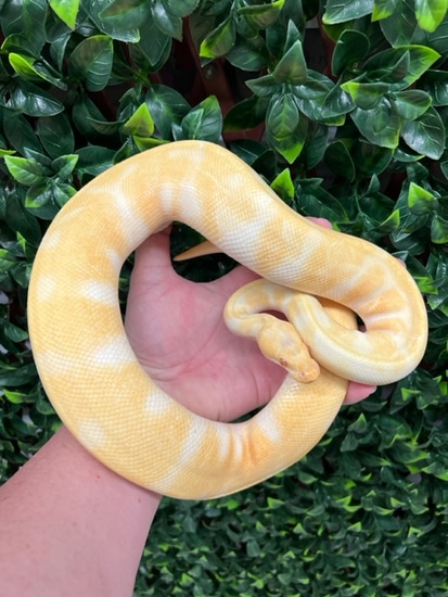 Albino Super Enchi Ball Python by Fireball Reptiles