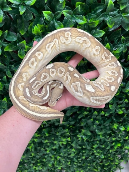Hypo Black Pastel Butter Ball Python by Fireball Reptiles