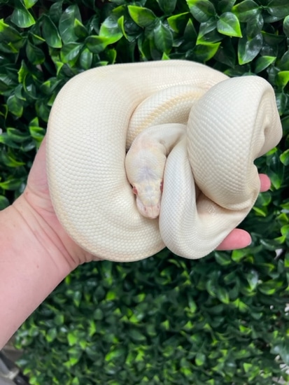 Albino Ivory Ball Python by Fireball Reptiles