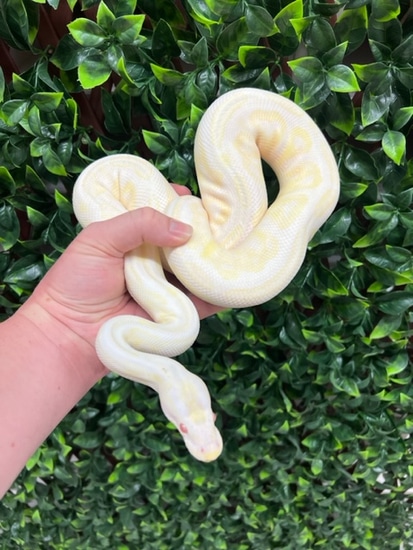 VPI Axanthic Black Pastel Snow Ball Python by Fireball Reptiles