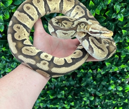 Hypo Super Chocolate Butter Ball Python by Fireball Reptiles - MorphMarket