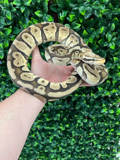 Pastel Vanilla 100% Double Het Hypo Desert Ghost Ball Python by ...