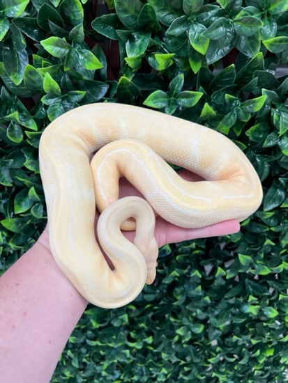 Albino Enchi Pinstripe Ball Python by Fireball Reptiles