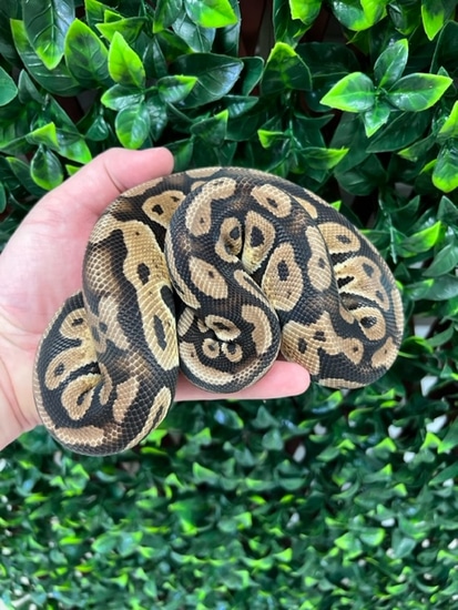 Pastel 100% Double Het Cryptic Desert Ghost Ball Python by Fireball ...