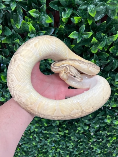 Hypo Super Pastel Butter Ball Python by Fireball Reptiles