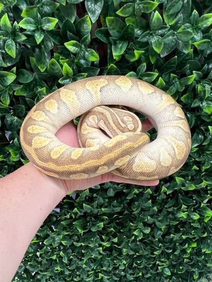 Pastel Butter Enchi 100% Het Hypo Ball Python by Fireball Reptiles