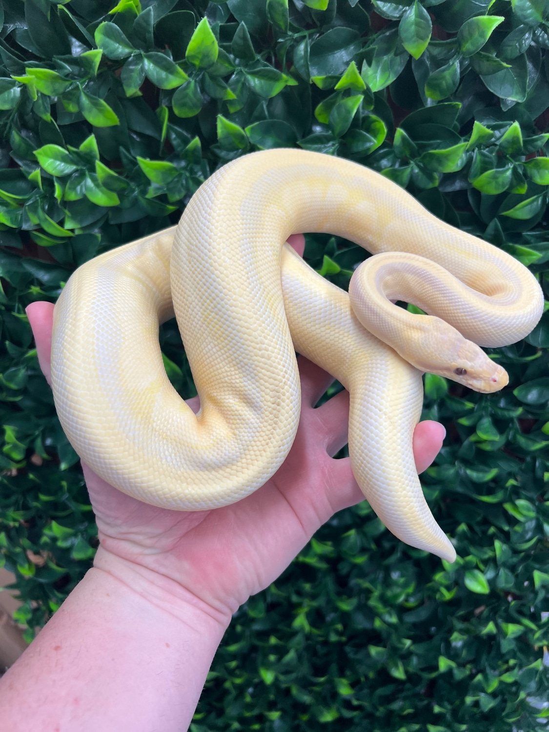 Lavender Genetic Stripe 100% Het VPI Axanthic Ball Python by Fireball ...