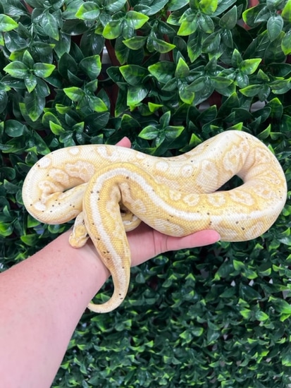 Banana Chocolate Cinnamon Ball Python by Fireball Reptiles