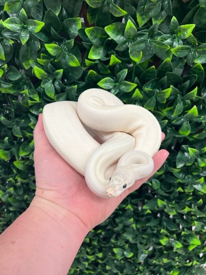 Pastel Ivory Genetic Stripe Ball Python by Fireball Reptiles