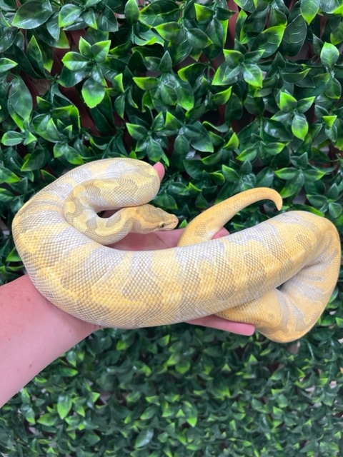 Hypo Butter Super Enchi Ball Python by Fireball Reptiles - MorphMarket