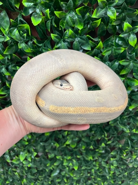 Enchi Mimosa Ball Python by Fireball Reptiles - MorphMarket