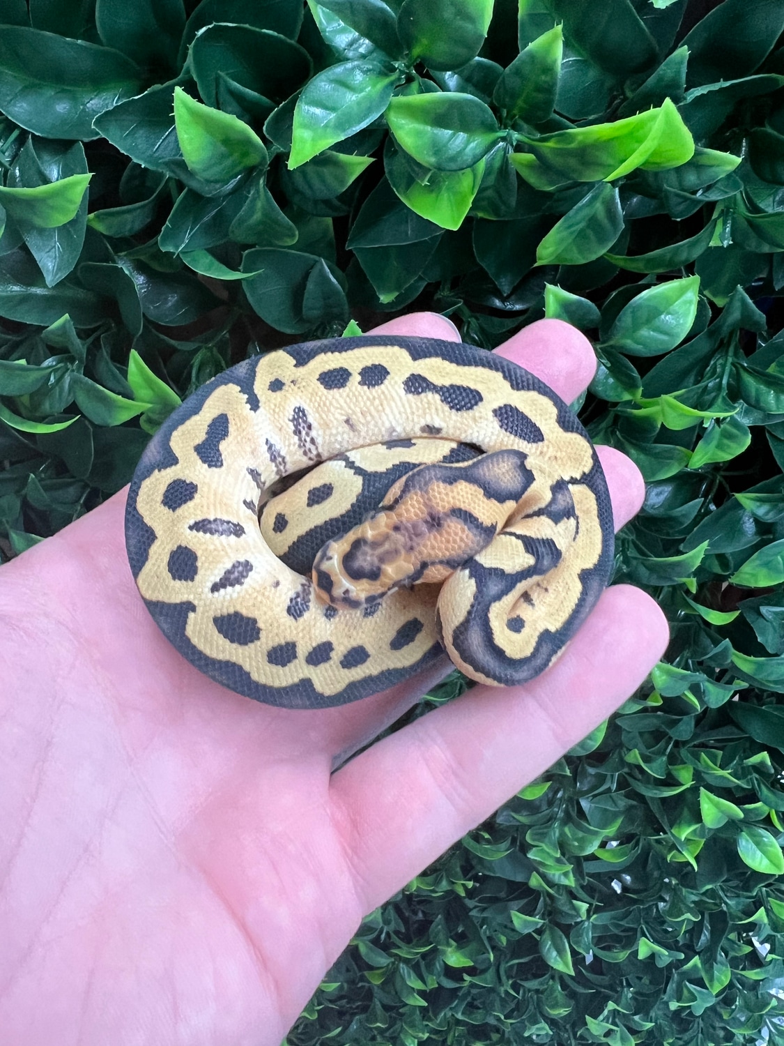 Desert Ghost Clown Ball Python by Fireball Reptiles - MorphMarket
