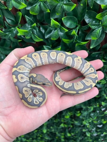 Hypo Chocolate Desert Ghost Ball Python by Fireball Reptiles