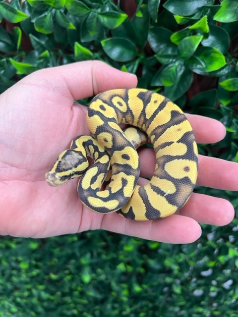 Pastel Enchi Yellowbelly Desert Ghost Ball Python by Fireball Reptiles ...