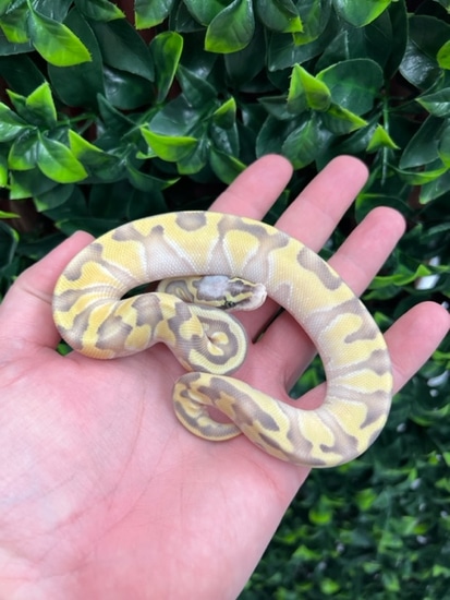 Super Pastel Butter Enchi Desert Ghost Ball Python by Fireball Reptiles
