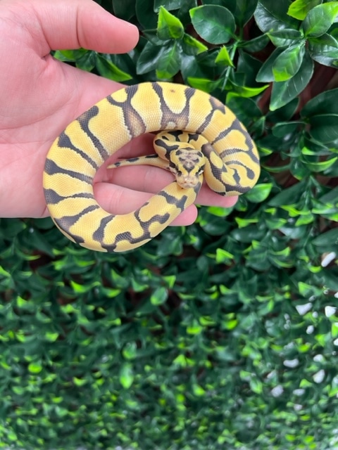 Pastel Super Enchi Desert Ghost Ball Python by Fireball Reptiles ...