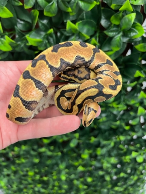 Enchi Spotnose 100% Double Het Desert Ghost Clown 66% Het Hypo Ball ...