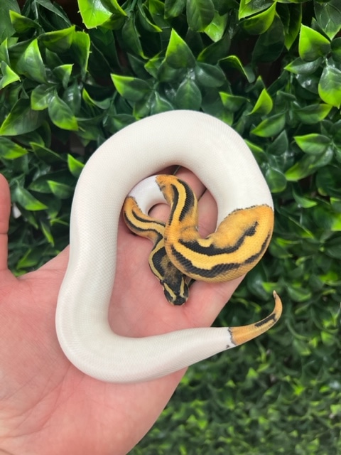 Desert Ghost Pied Ball Python by Fireball Reptiles - MorphMarket