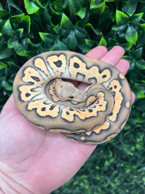 Black Pastel Desert Ghost Clown 100% Het Hypo Ball Python by Fireball ...
