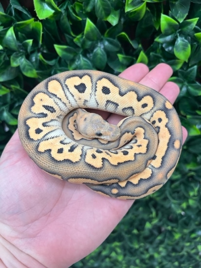 Black Pastel Desert Ghost Clown 100% Het Hypo Ball Python by Fireball ...