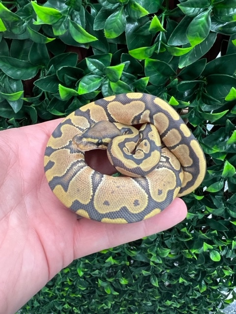 Hypo 100% Het Desert Ghost Ball Python by Fireball Reptiles - MorphMarket