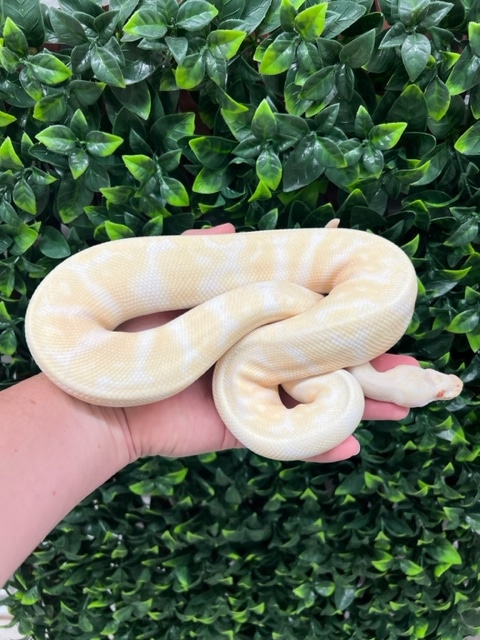 Albino Pastel Ball Python by Fireball Reptiles - MorphMarket