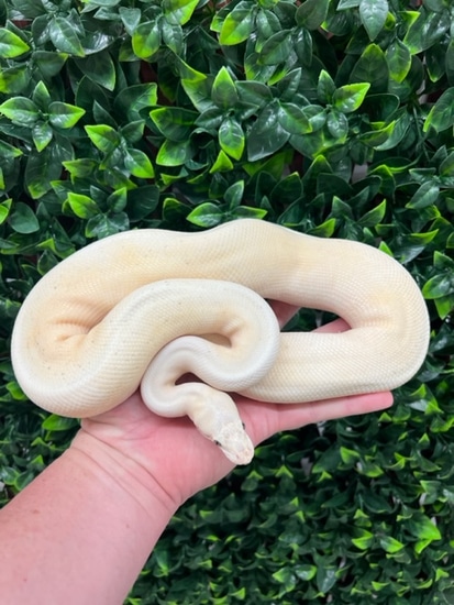 Superblast Superstripe Ball Python by Fireball Reptiles