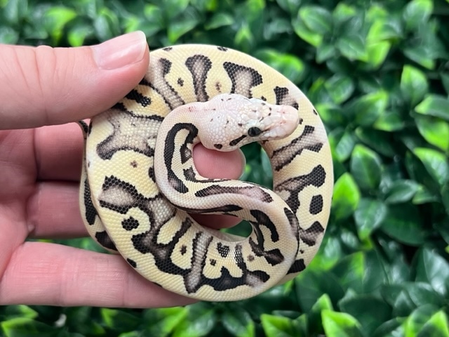 Pastel Cryptic Harlequin Desert Ghost Ball Python by Fireball Reptiles ...
