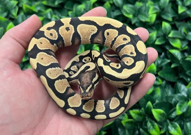 Yellowbelly Desert Ghost Ball Python by Fireball Reptiles - MorphMarket