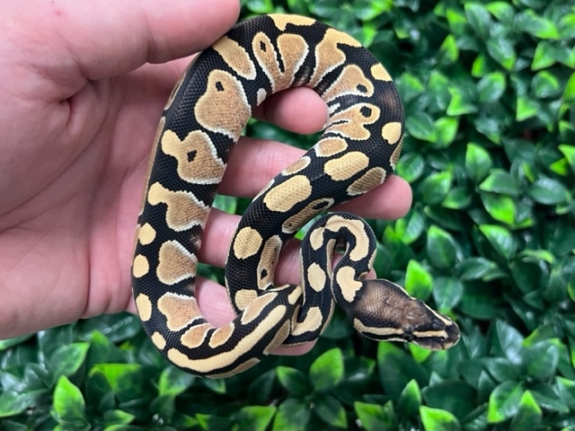 Desert Ghost 100% Double Het Hypo Clown Ball Python by Fireball ...