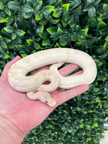 Hypo Champagne Desert Ghost Ball Python by Fireball Reptiles