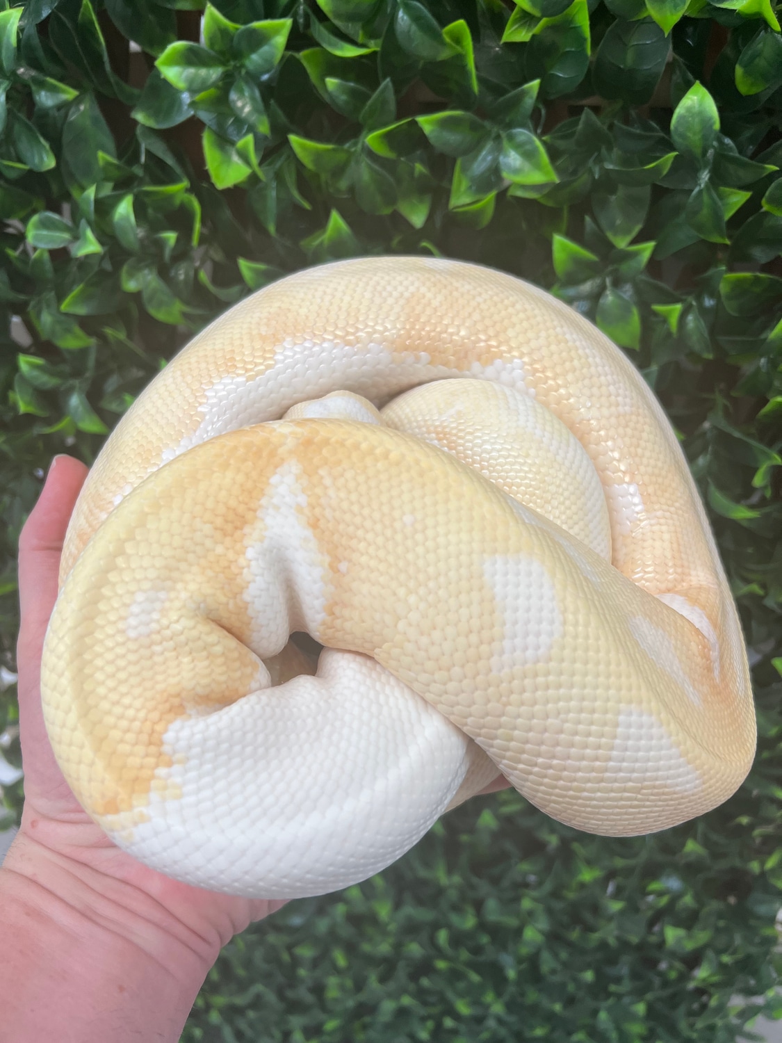 Proven Albino Pied Female Ball Python by Fireball Reptiles - MorphMarket