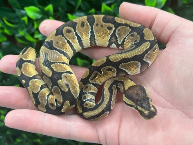 Enchi 100% Double Het Desert Ghost Clown Ball Python by Fireball ...