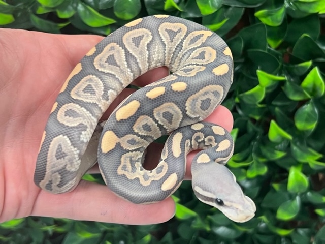 Hypo Black Pastel Desert Ghost Ball Python by Fireball Reptiles ...