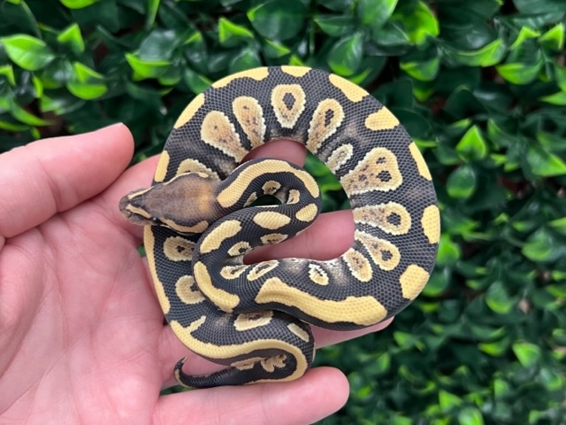 Chocolate Desert Ghost Ball Python by Fireball Reptiles - MorphMarket