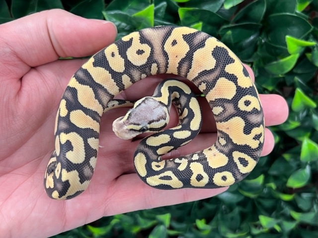 Pastel Yellowbelly Desert Ghost Ball Python by Fireball Reptiles ...