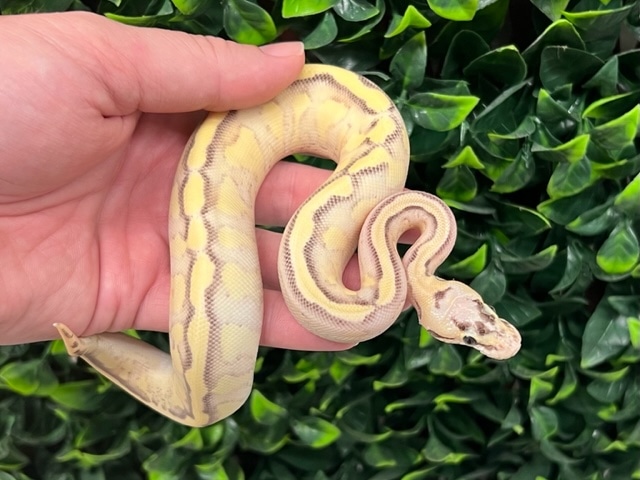 Pastel Enchi Superstripe Ball Python by Fireball Reptiles - MorphMarket