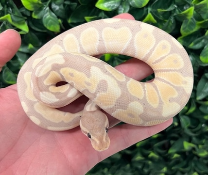 Pinstripe Desert Ghost Pied Ball Python by Fireball Reptiles - MorphMarket