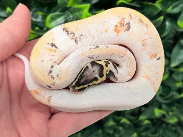 Super Pastel Yellowbelly Pied Ball Python by Fireball Reptiles ...