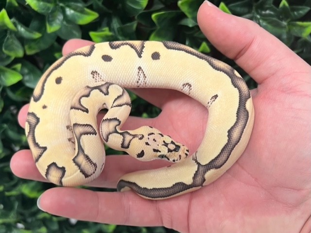 Pastel Enchi Desert Ghost Clown Ball Python by Fireball Reptiles ...