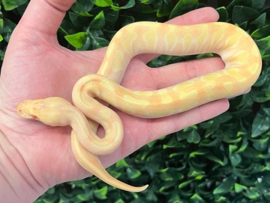 Albino Butter Enchi Ball Python by Fireball Reptiles