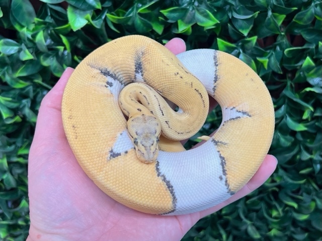 Lemonblast Desert Ghost Pied Ball Python by Fireball Reptiles - MorphMarket